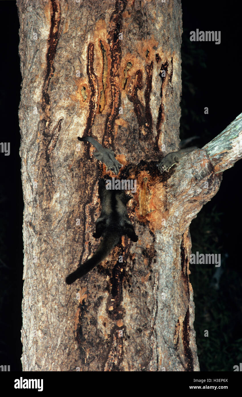 Yellow-bellied glider (petaurus australis), et le sucre des planeurs ...