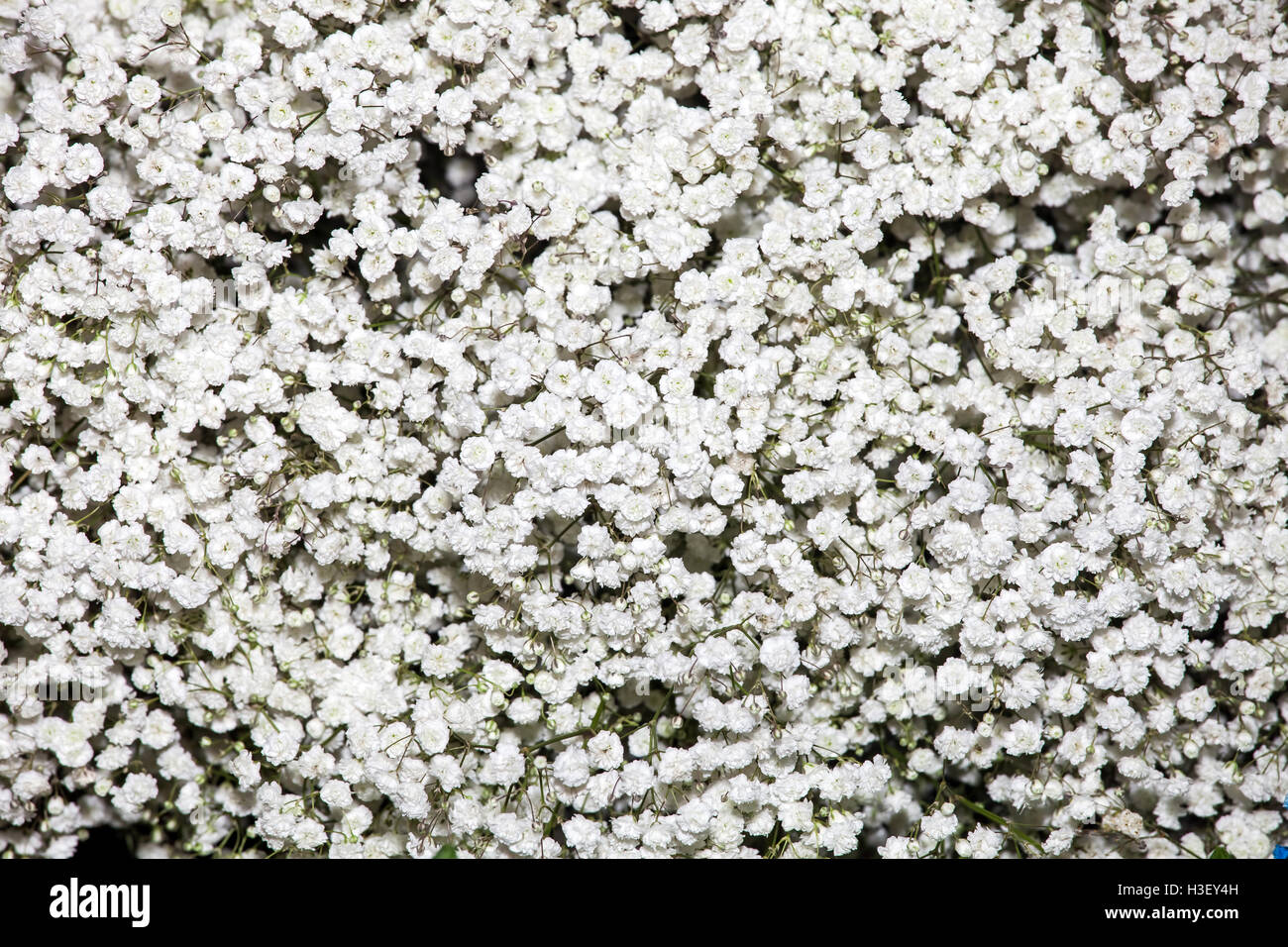 Gypsophile blanche Banque de photographies et d’images à haute ...