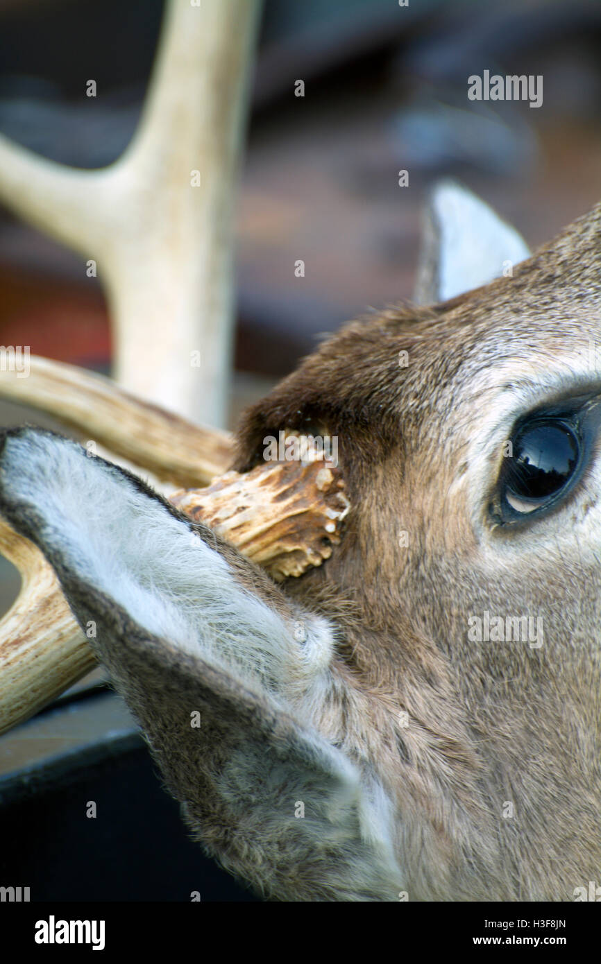 Plan d'une tête de chevreuil mâle farcies trophée avec panache et yeux ...