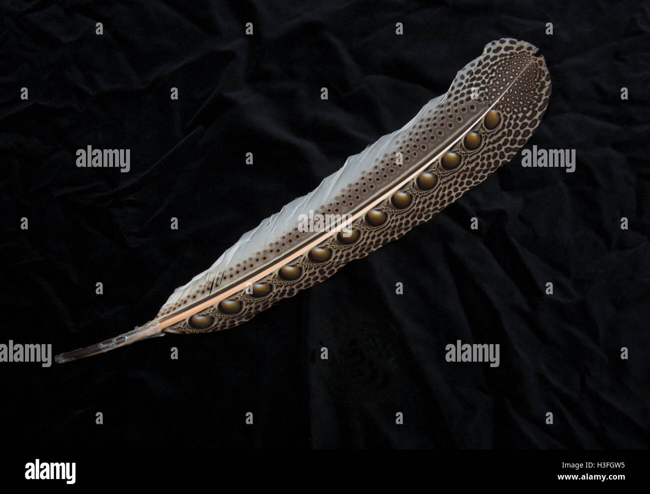 Plume de faisan Banque de photographies et d’images à haute résolution ...