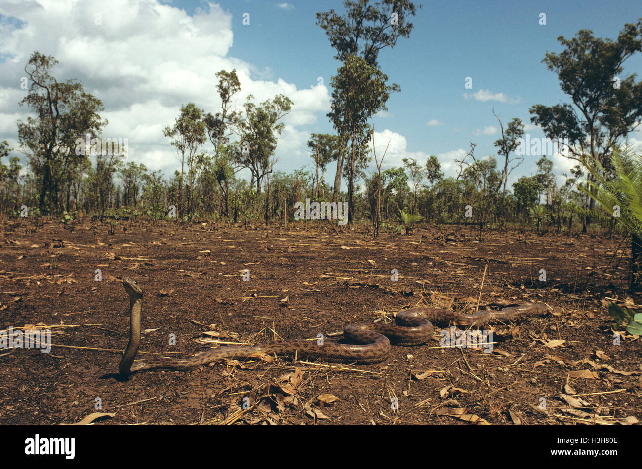 Obtenir nt Banque de photographies et d’images à haute résolution - Alamy