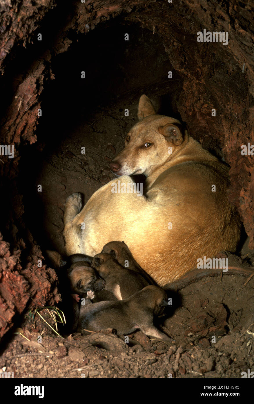 Canis lupus dingo chien sauvage australien Banque de photographies et d ...