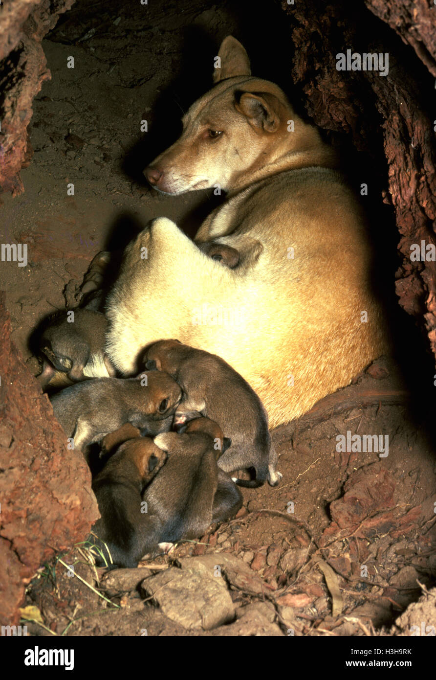 Canis lupus dingo chien sauvage australien Banque de photographies et d ...