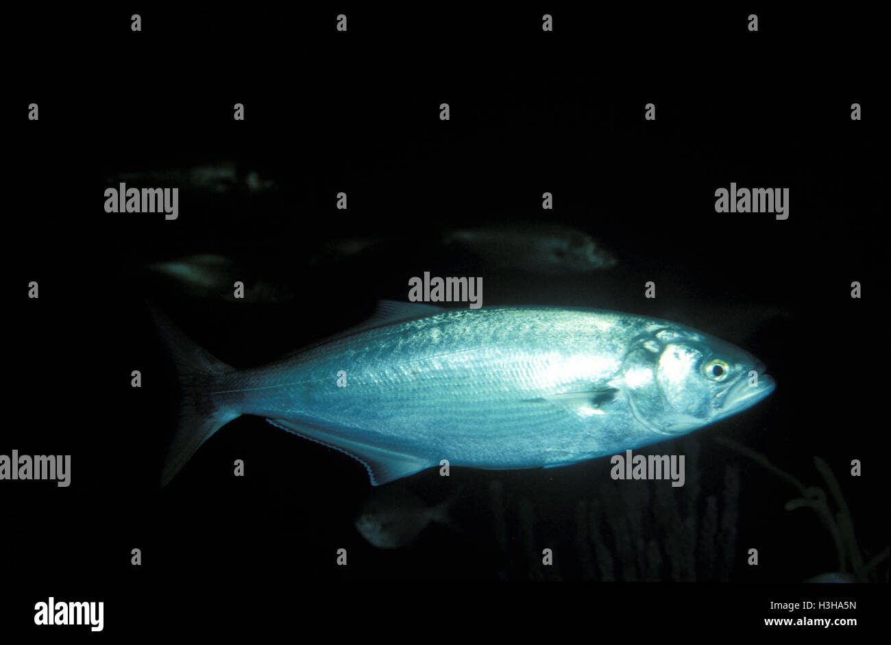 Pomatomus saltatrix Banque de photographies et d’images à haute ...