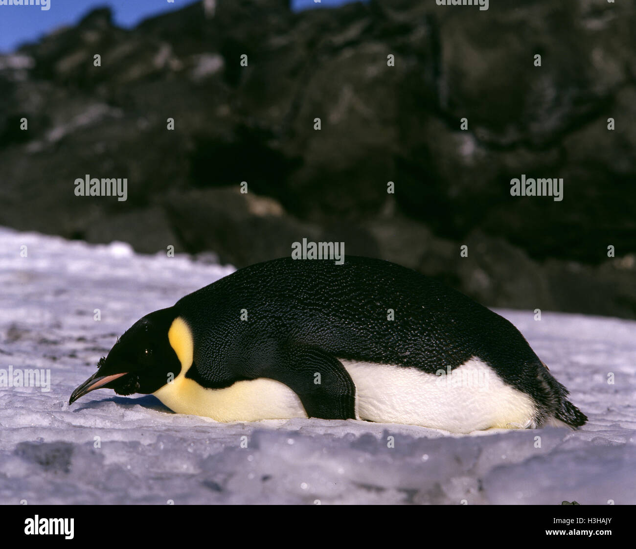 Manchot mue Banque de photographies et d’images à haute résolution - Alamy