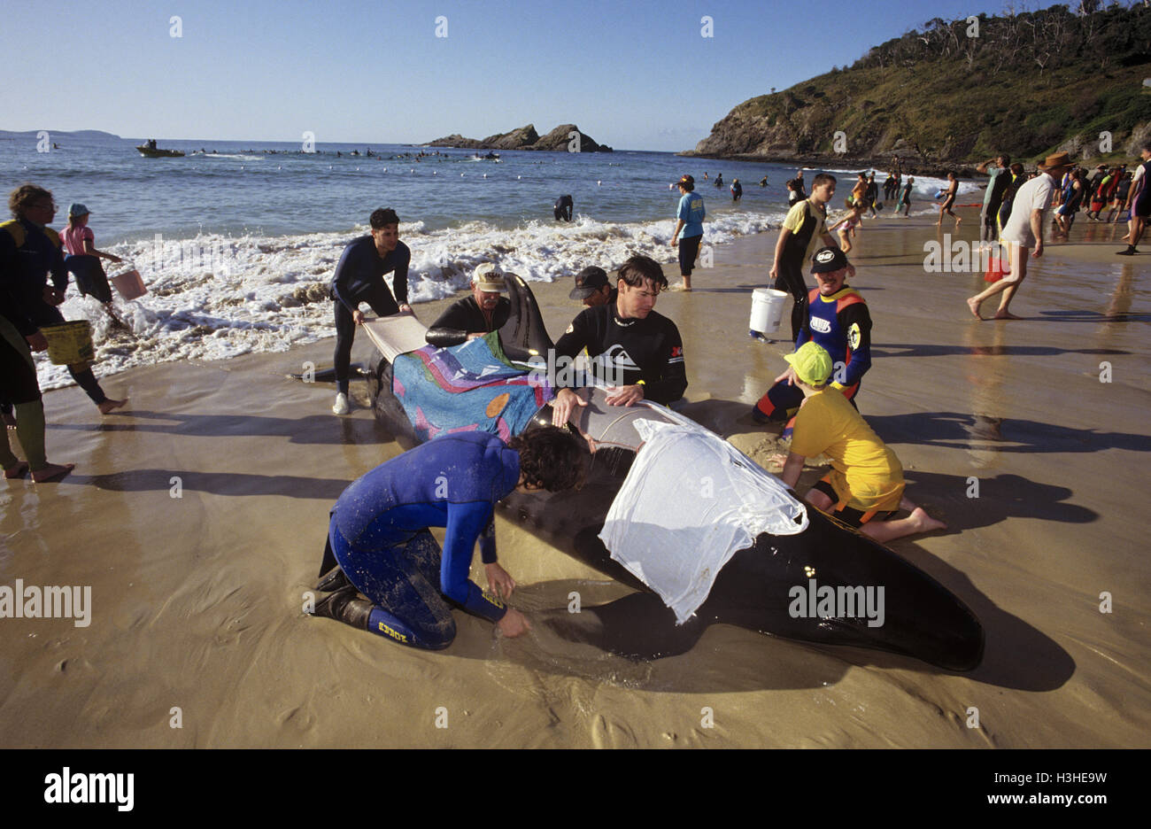 False killer whale pseudorca crassidens Banque de photographies et d ...