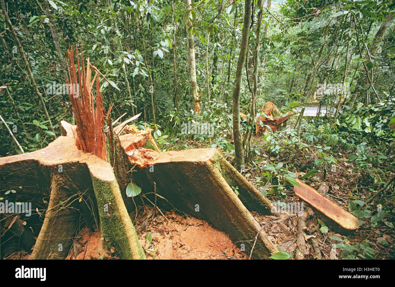 Forestry and timber Banque de photographies et d’images à haute ...