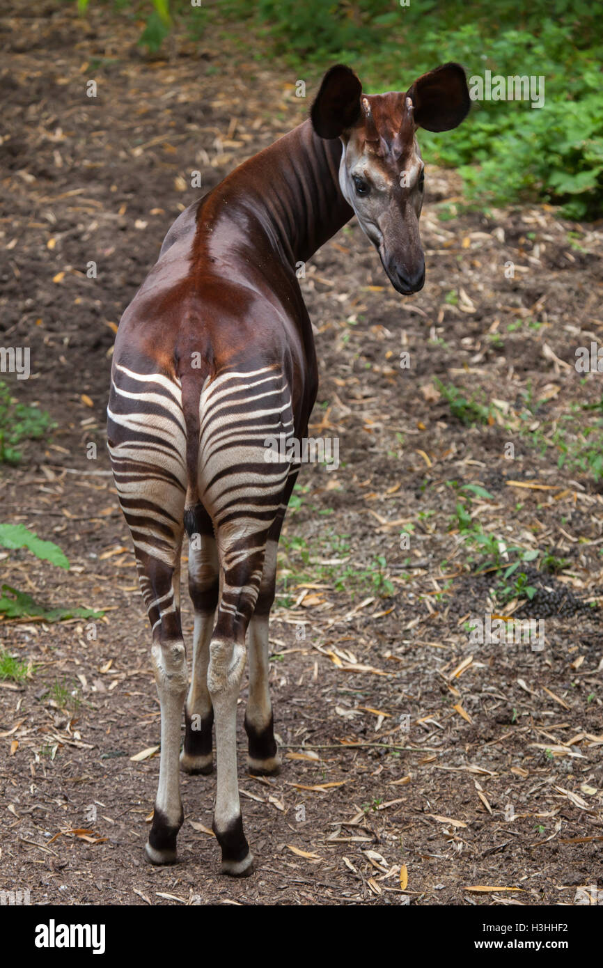 Okapi congo Banque de photographies et d’images à haute résolution - Alamy