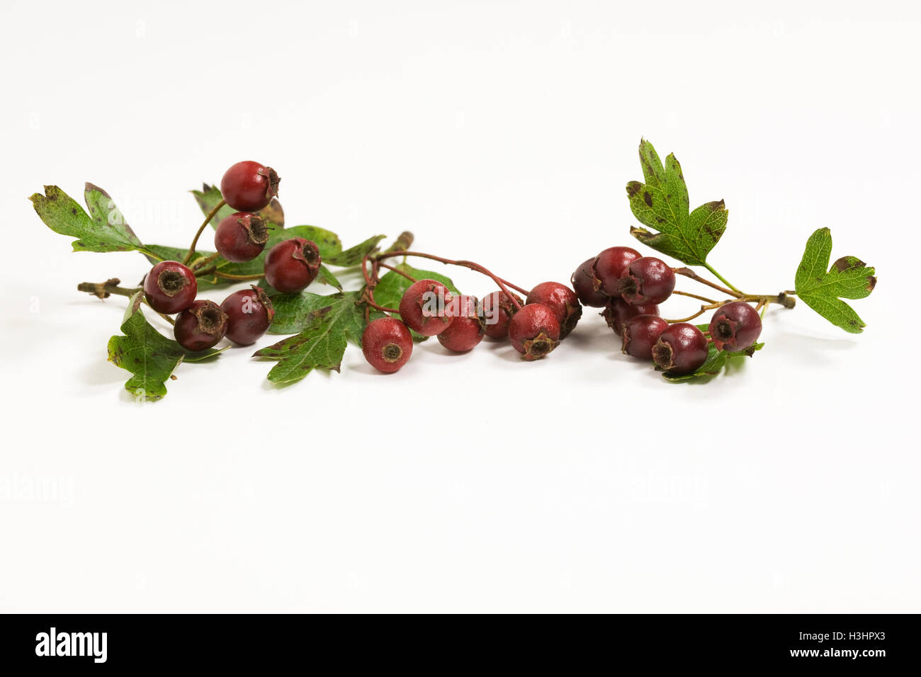 Feuille de crataegus monogyna Banque de photographies et d’images à ...