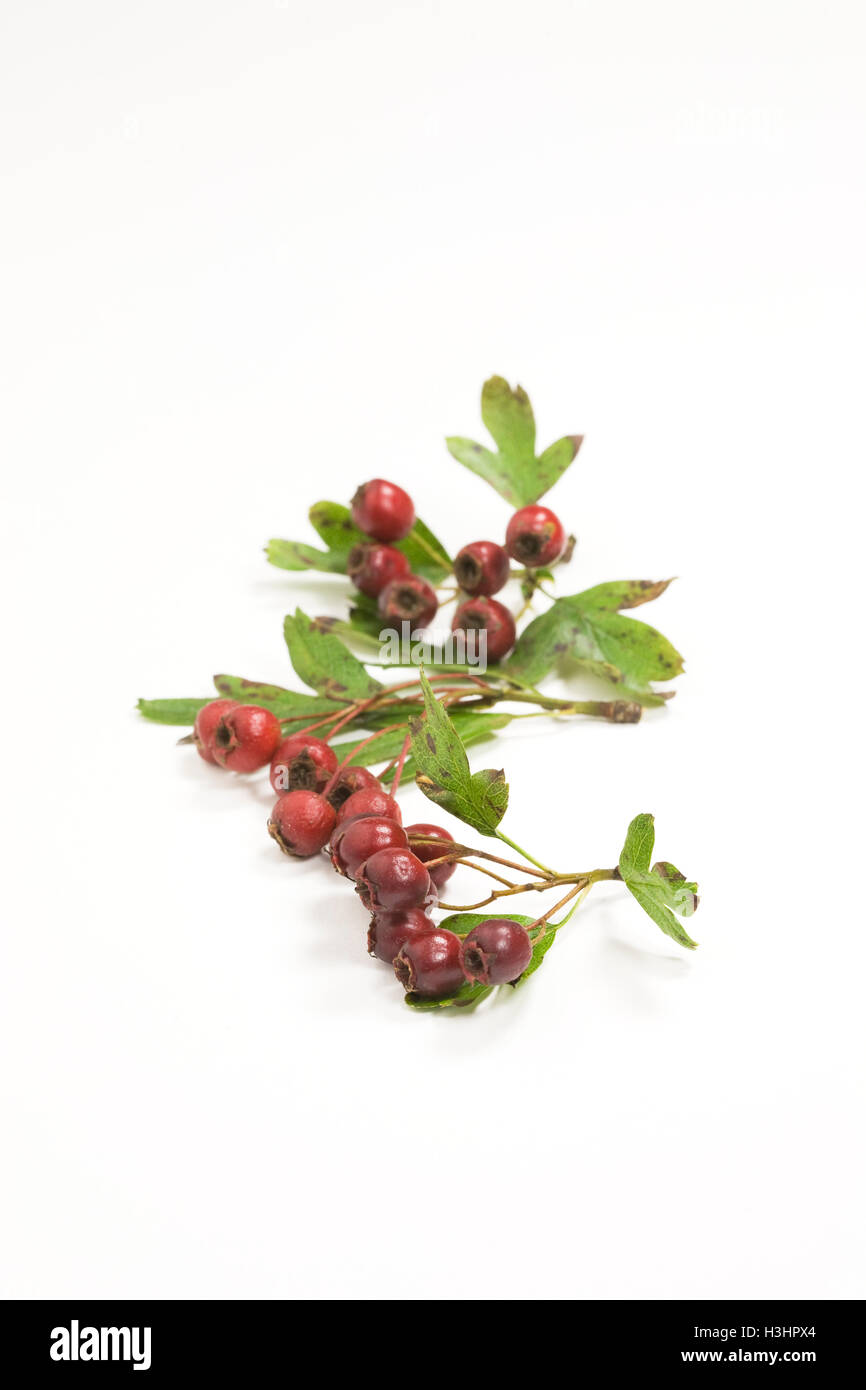 Crataegus monogyna feuille d'automne Banque de photographies et d ...