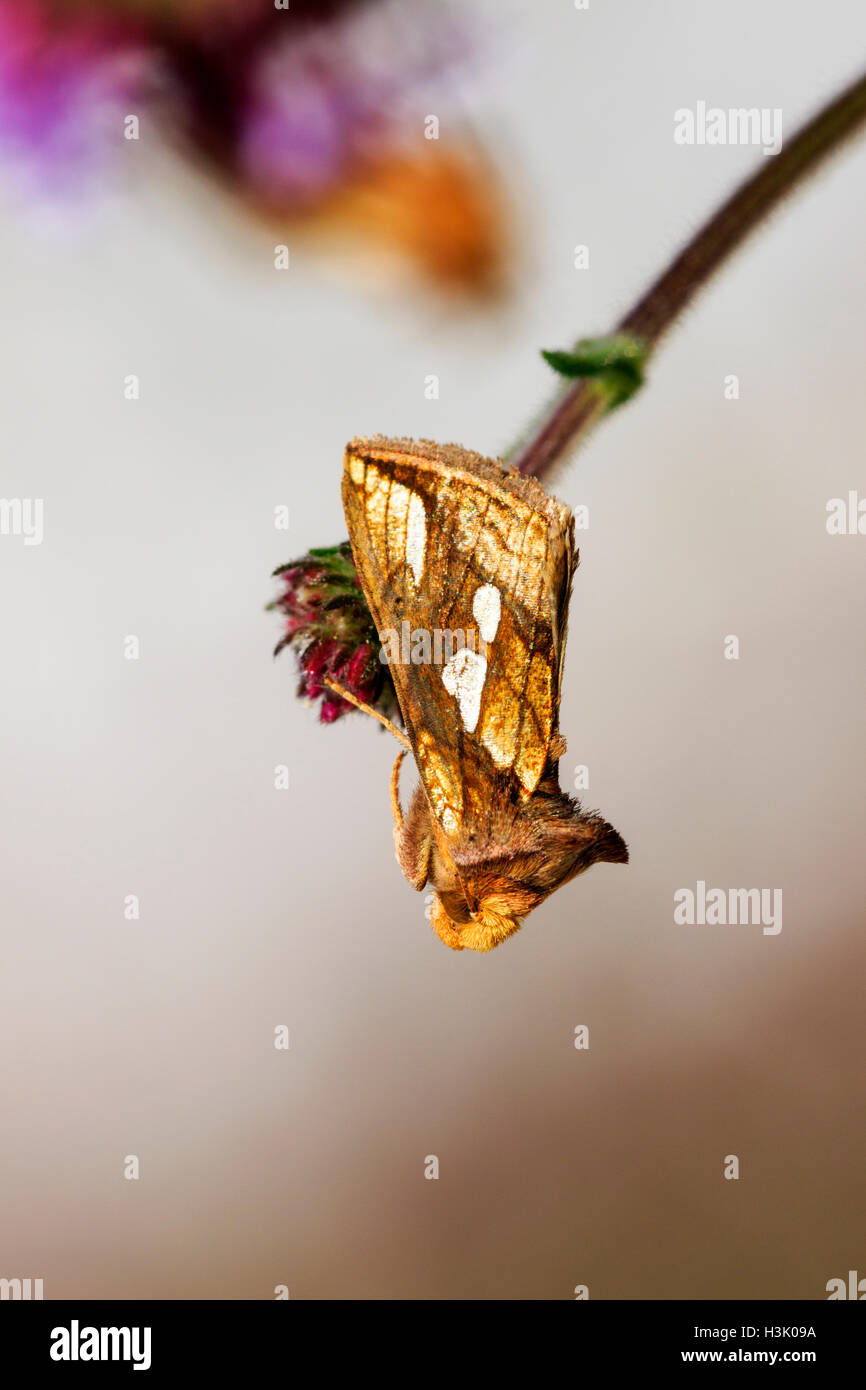 Plusia festucae Banque de photographies et d’images à haute résolution ...