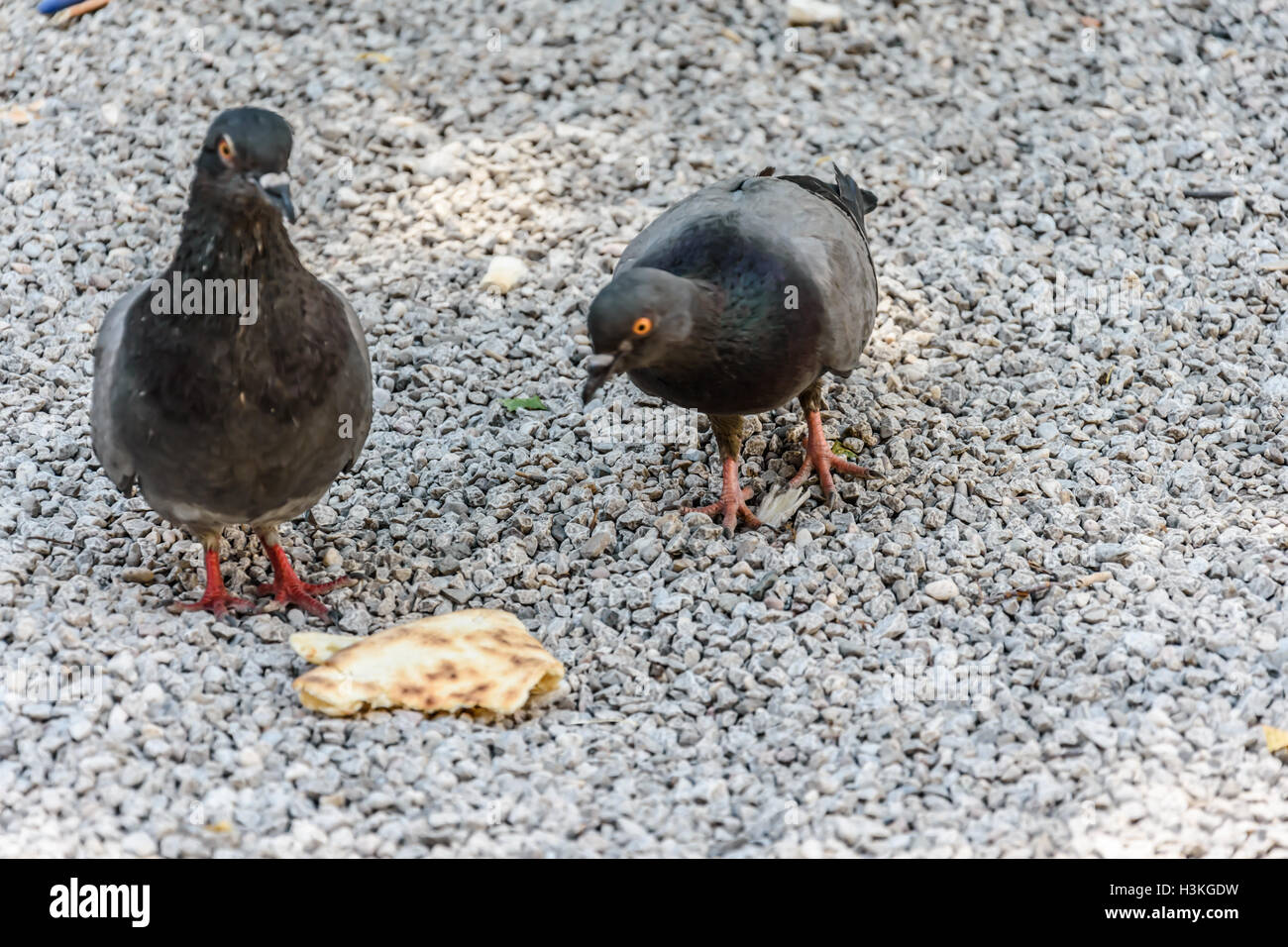 Manger du pigeon Banque de photographies et d’images à haute résolution ...