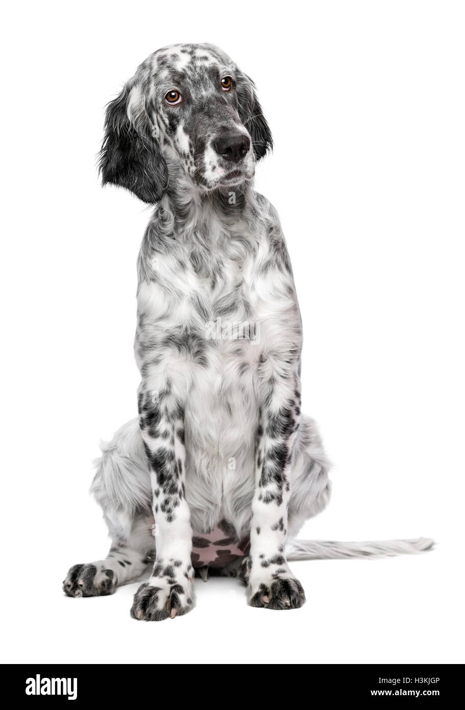 Cute blue belton english setter Banque de photographies et d’images à ...