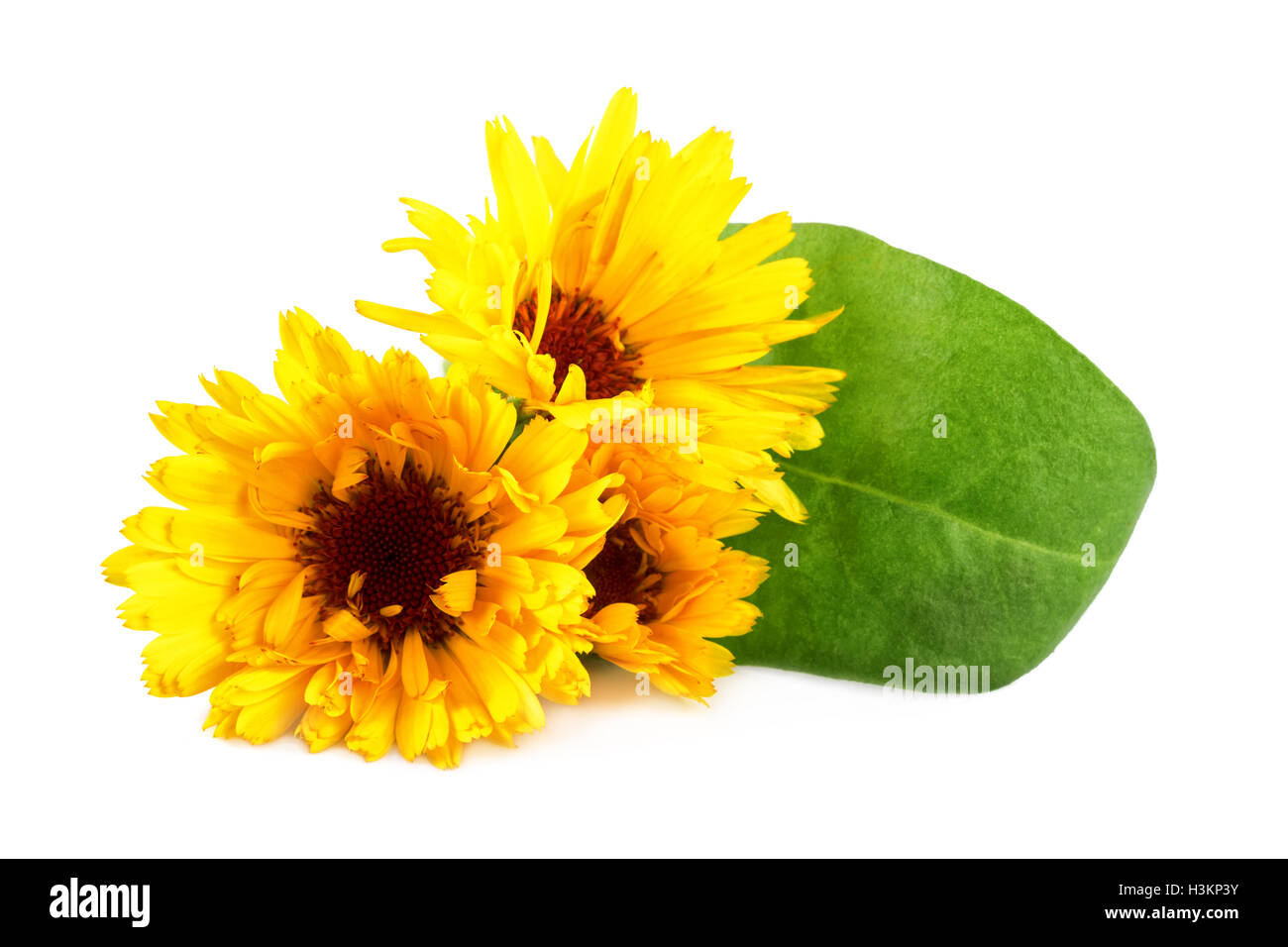Fond blanc de calendula Banque de photographies et d’images à haute résolution - Alamy
