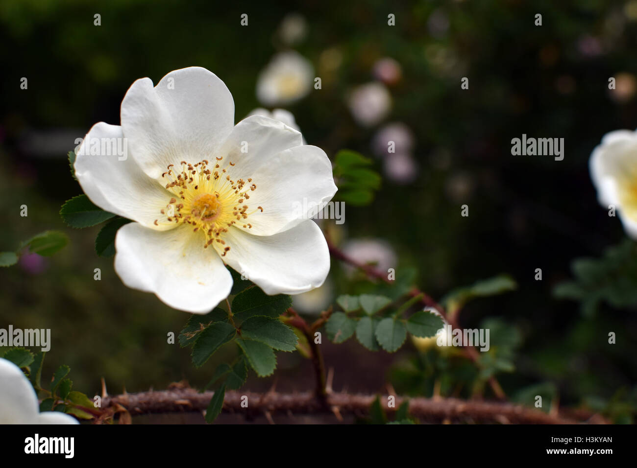 épines de roses Banque de photographies et d’images à haute résolution ...