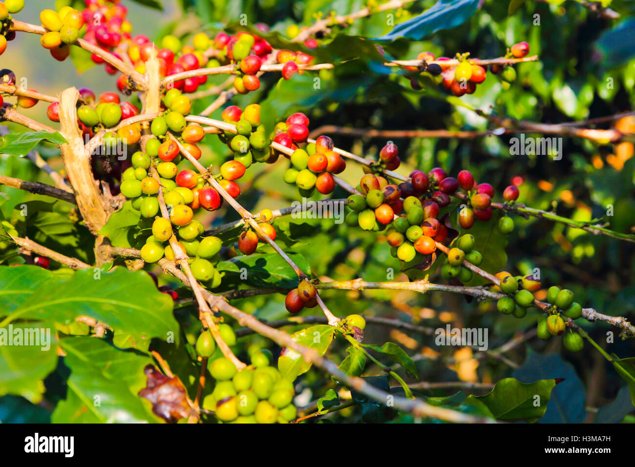 La maturation des grains de café sur l'arbre dans le Viet Nam. Robusta ...