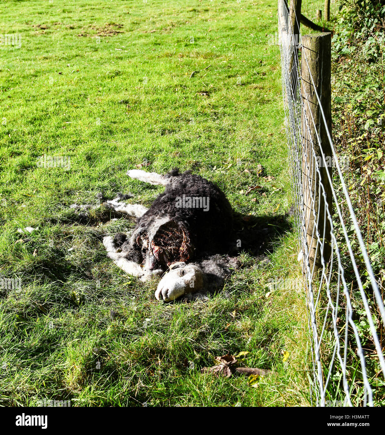 Mort d'un mouton dans un champ qui est la décomposition et a été ...