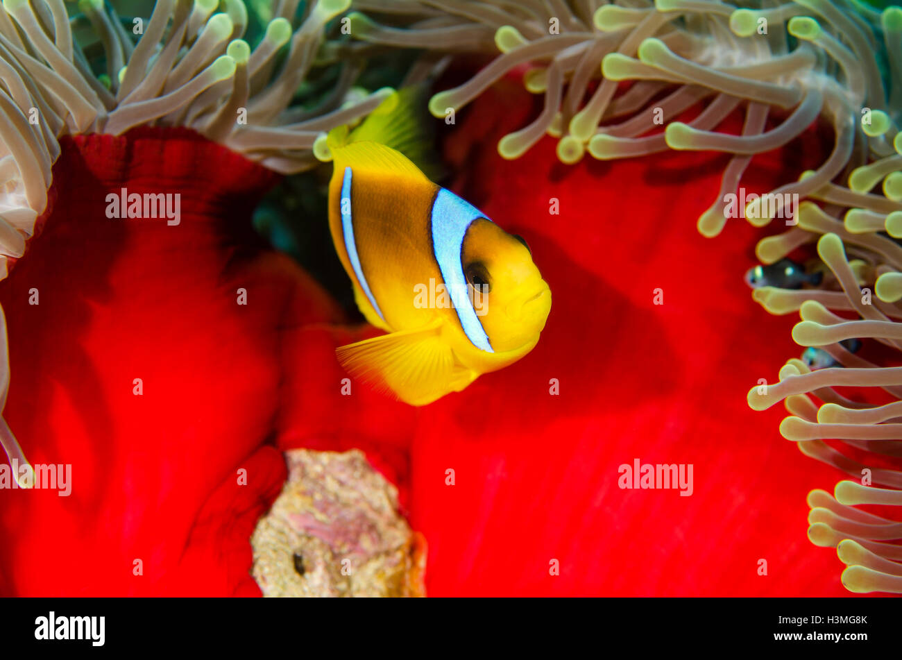 Poisson clown de mer rouge amphiprion bicinctus Banque de photographies ...