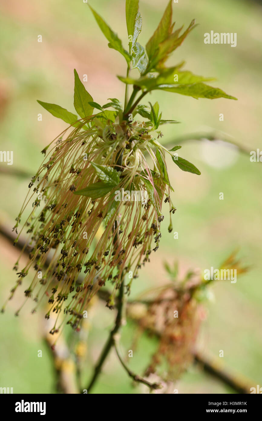Acer Negundo Banque d'image et photos - Alamy