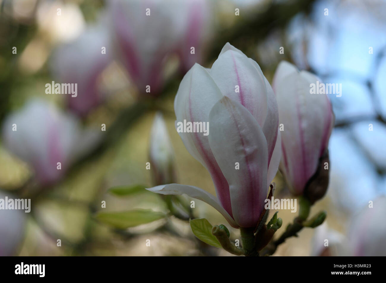 Beaucoup de fleurs roses de magnolia soulangeana Banque de ...