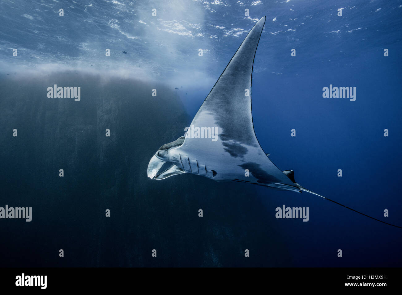 Raie manta Banque de photographies et d’images à haute résolution - Alamy