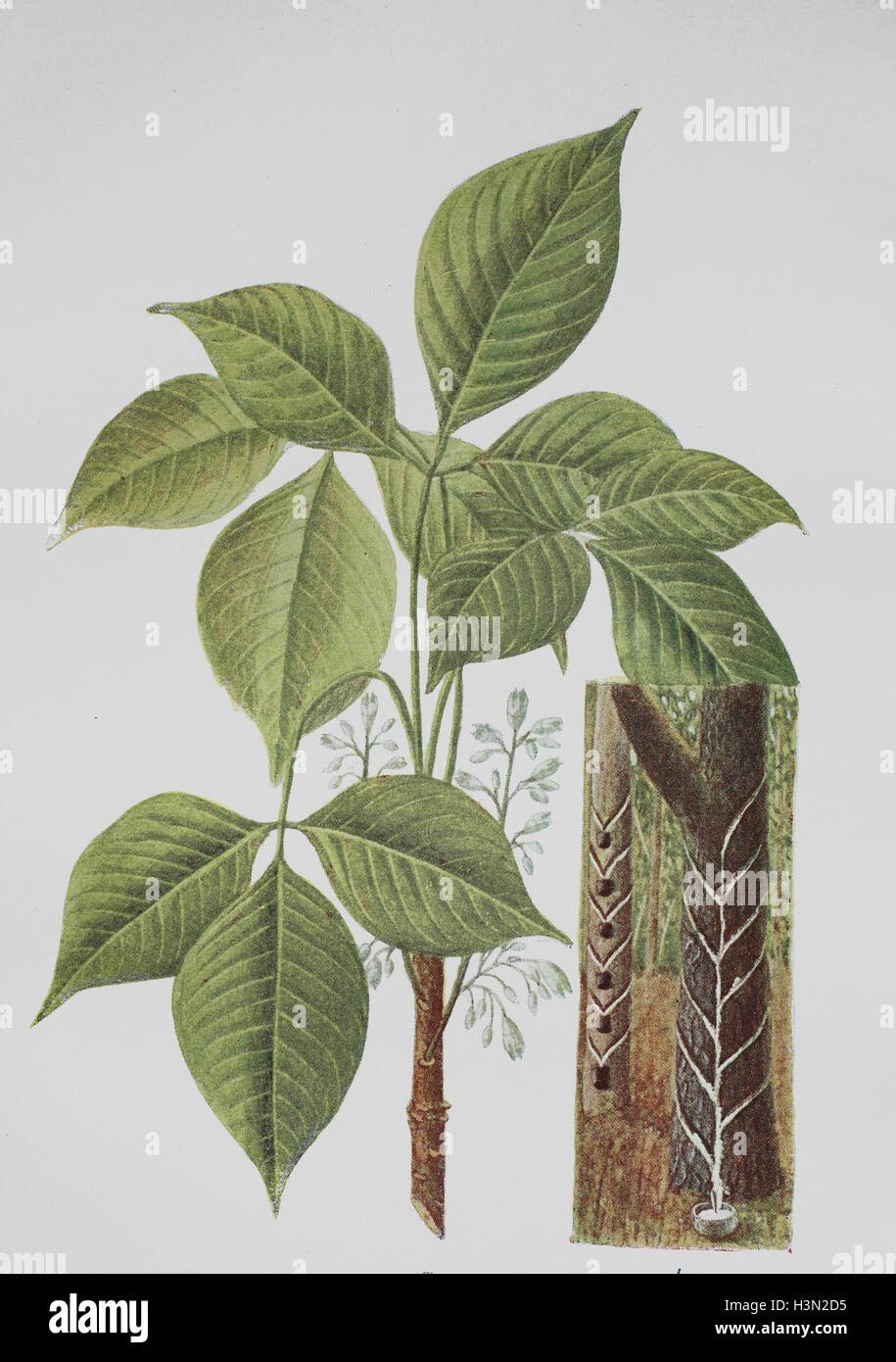 Hevea brasiliensis, l'arbre à caoutchouc, Pará, seringueira sharinga ...