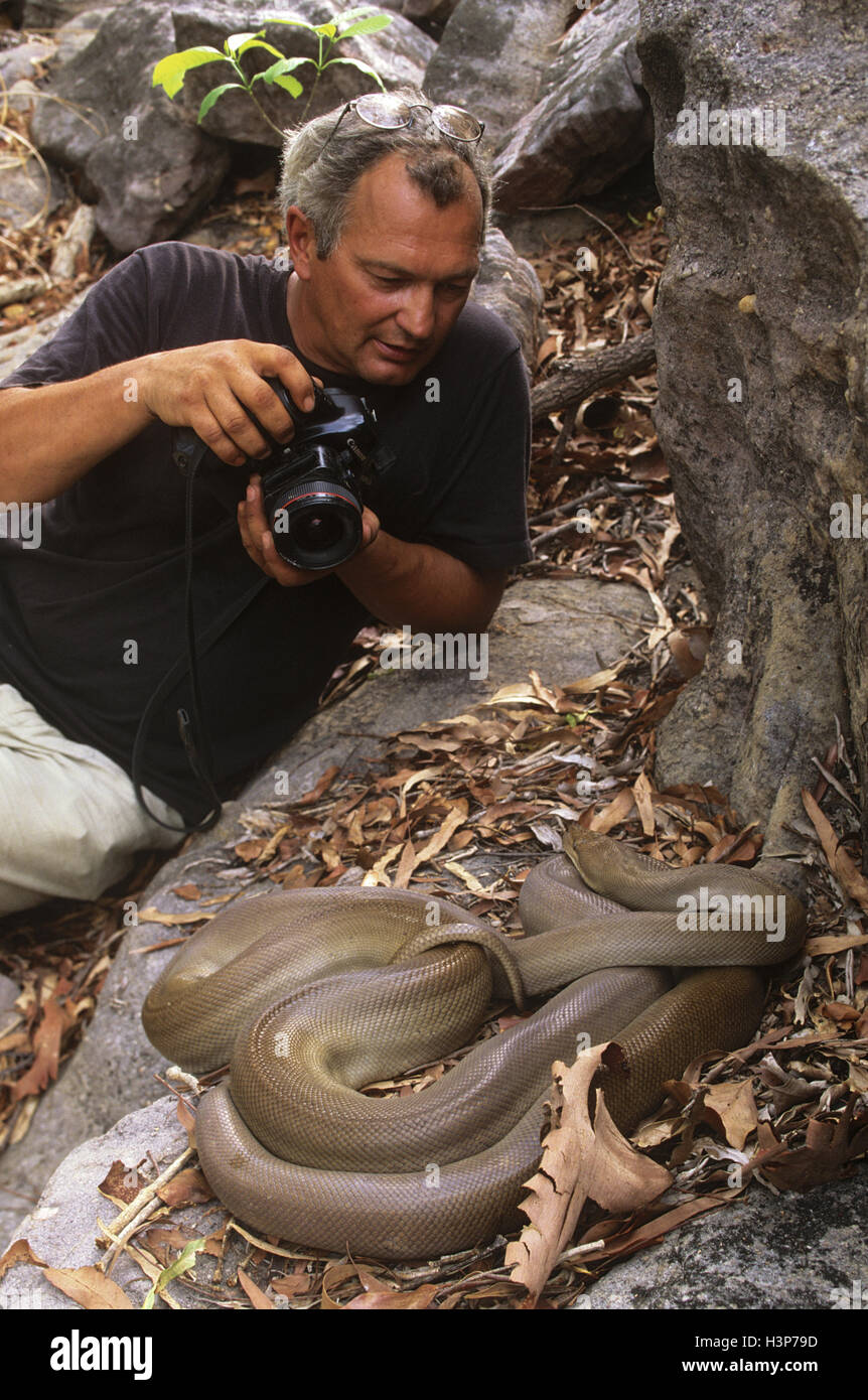 Olive python liasis olivaceus Banque de photographies et d’images à ...