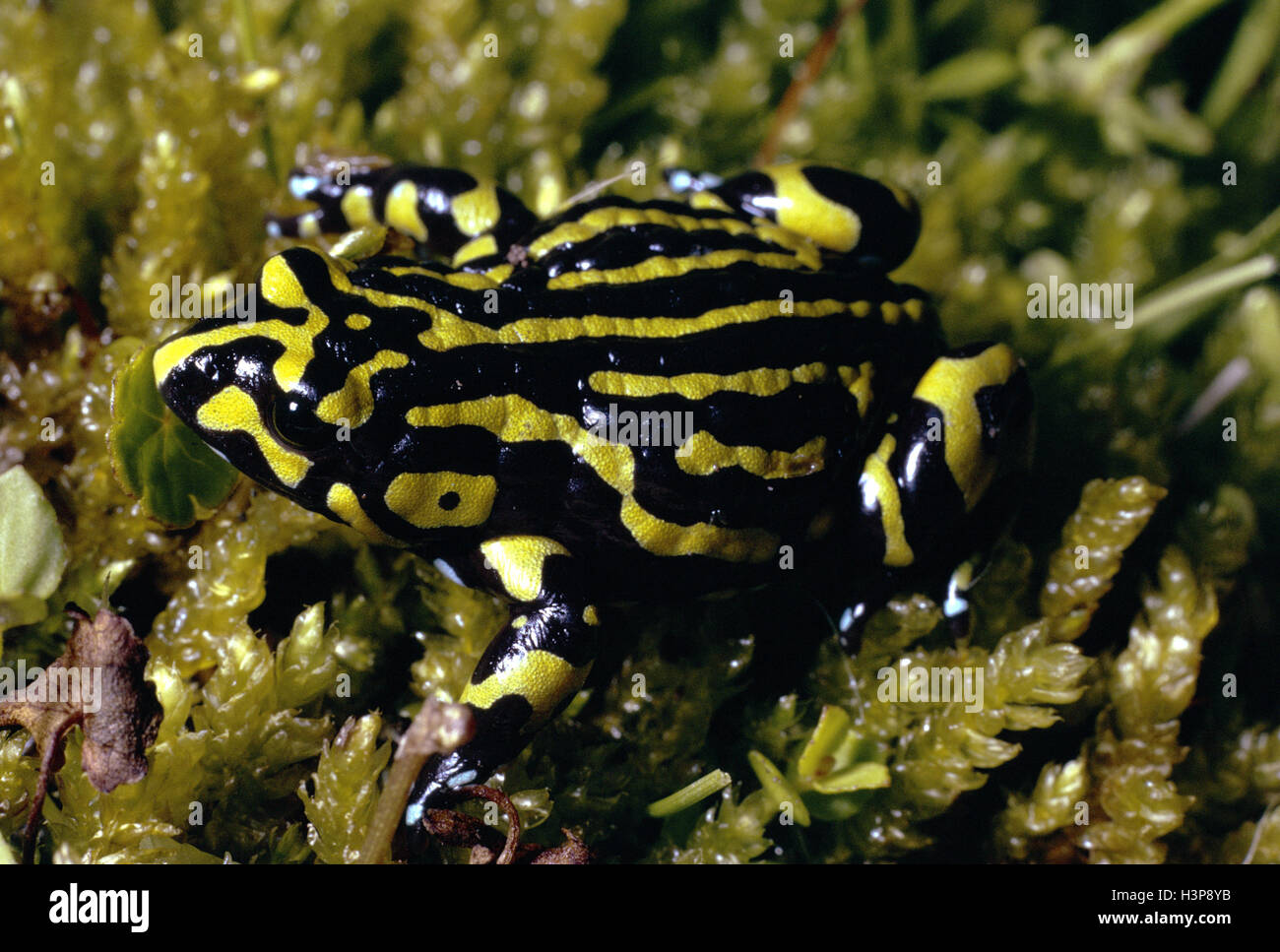 Swamp moss Banque de photographies et d’images à haute résolution - Alamy