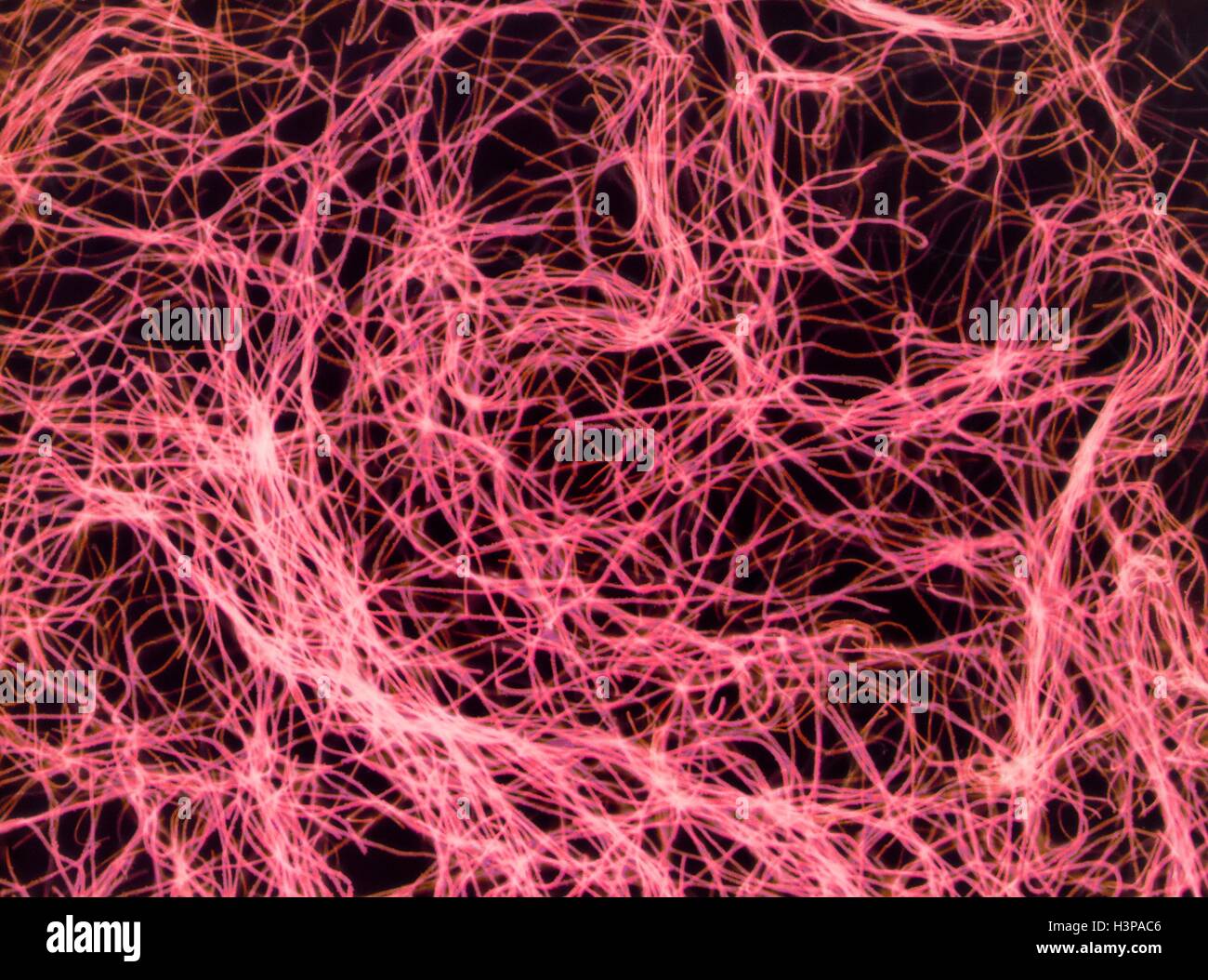 Microbes pathogènes Banque de photographies et d’images à haute ...
