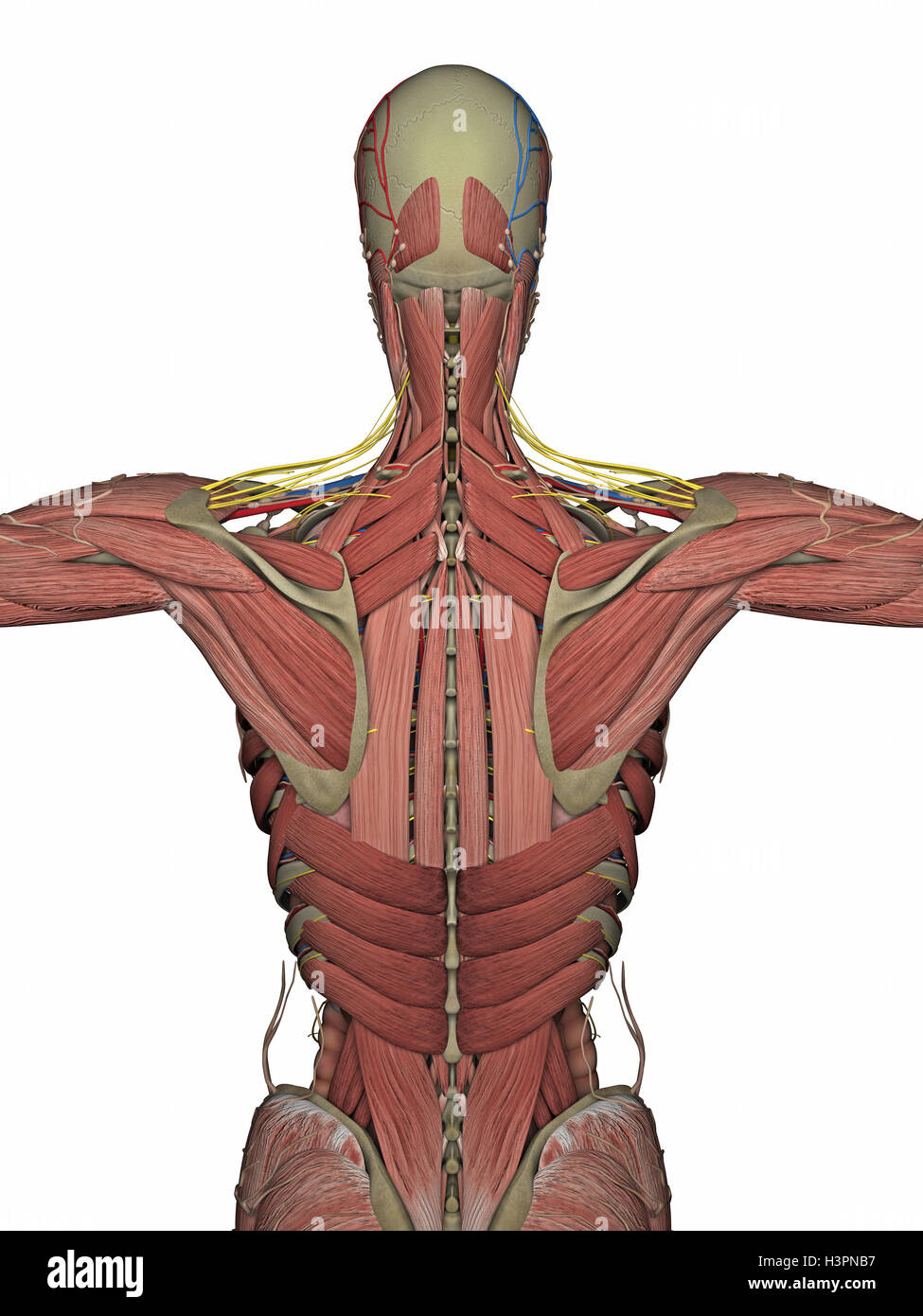 Anatomie des muscles du dos Banque de photographies et d’images à haute ...