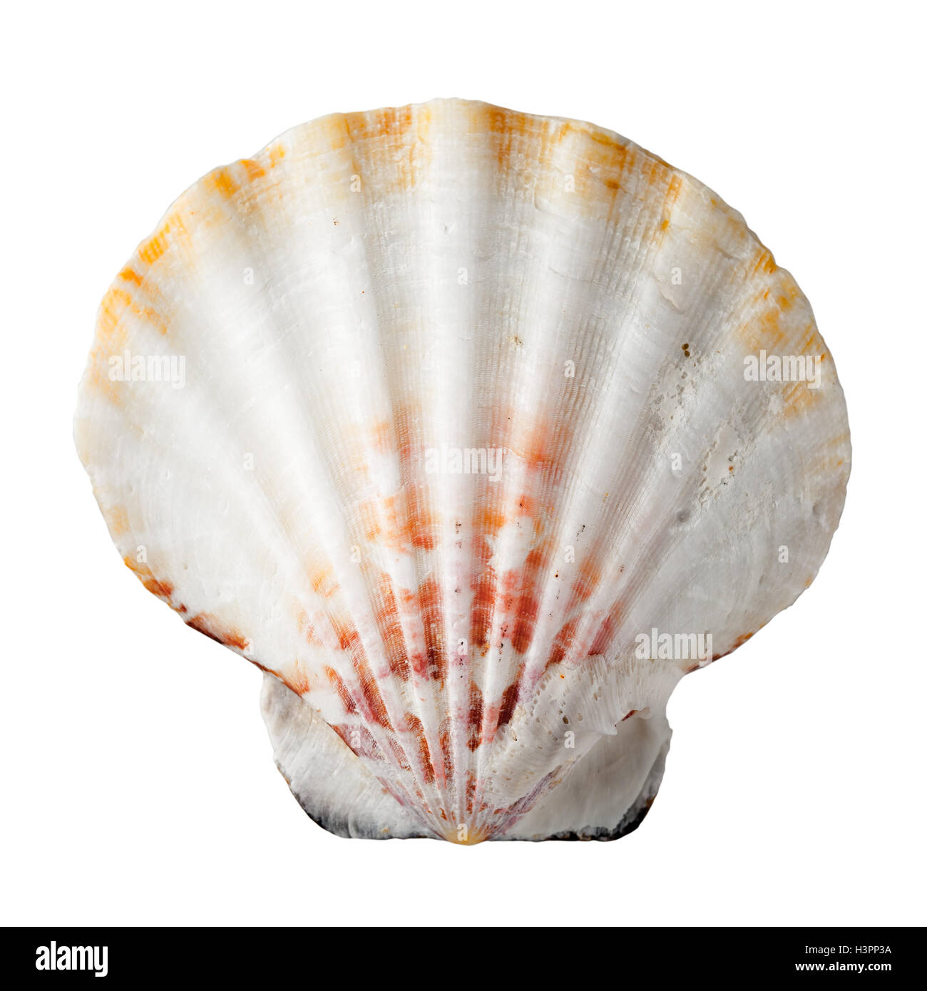 Coquilles saint jacques Banque d'images détourées - Alamy