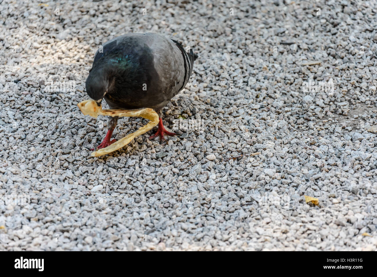 Manger du pigeon Banque de photographies et d’images à haute résolution ...