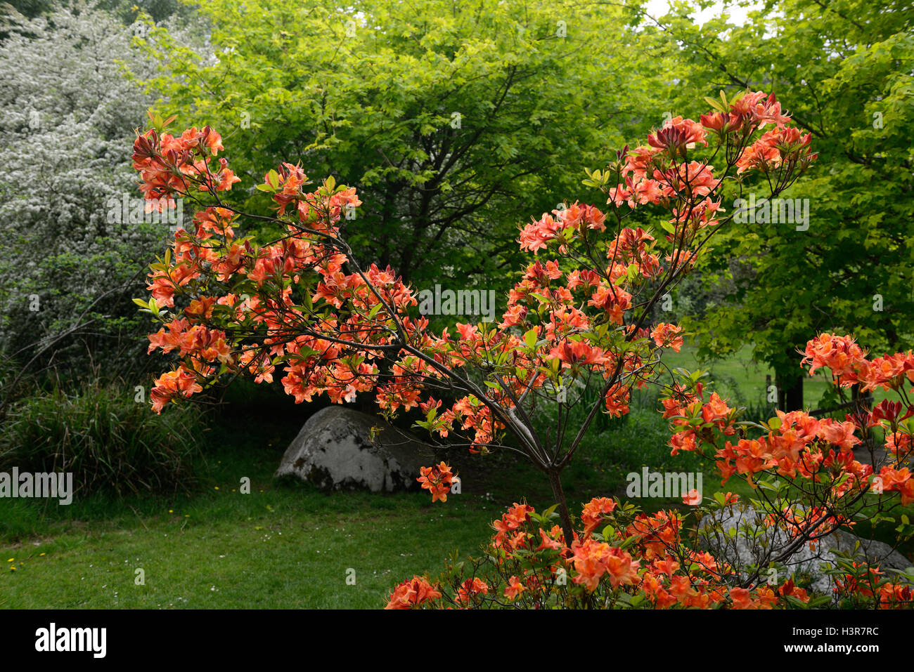 Arbuste à fleurs orange fleurs rhododendrons Altamont Gardens Carlow ...