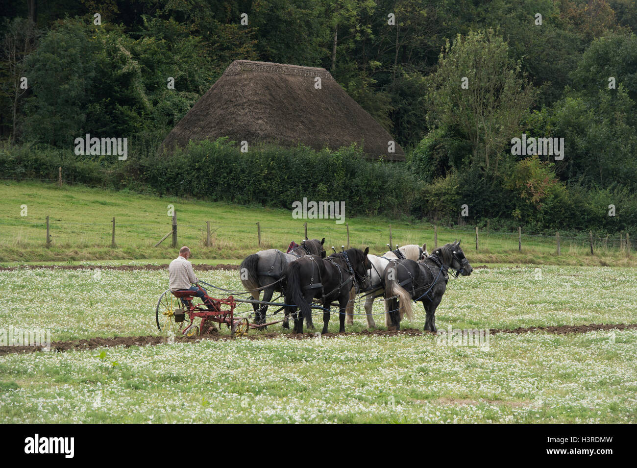 Labour de cheval traditionnel Banque de photographies et d’images à ...