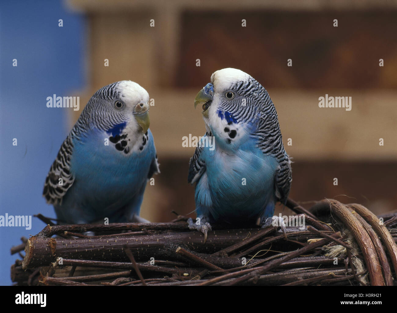 La Perruche ondulée, Melopsittacus undulatus, bleu, perruche, animaux ...