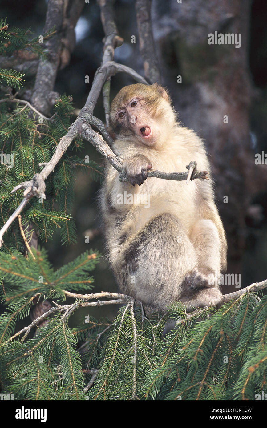 Parc animalier, du berbère, singe Magot, Macaca sylvana, s'asseoir ...