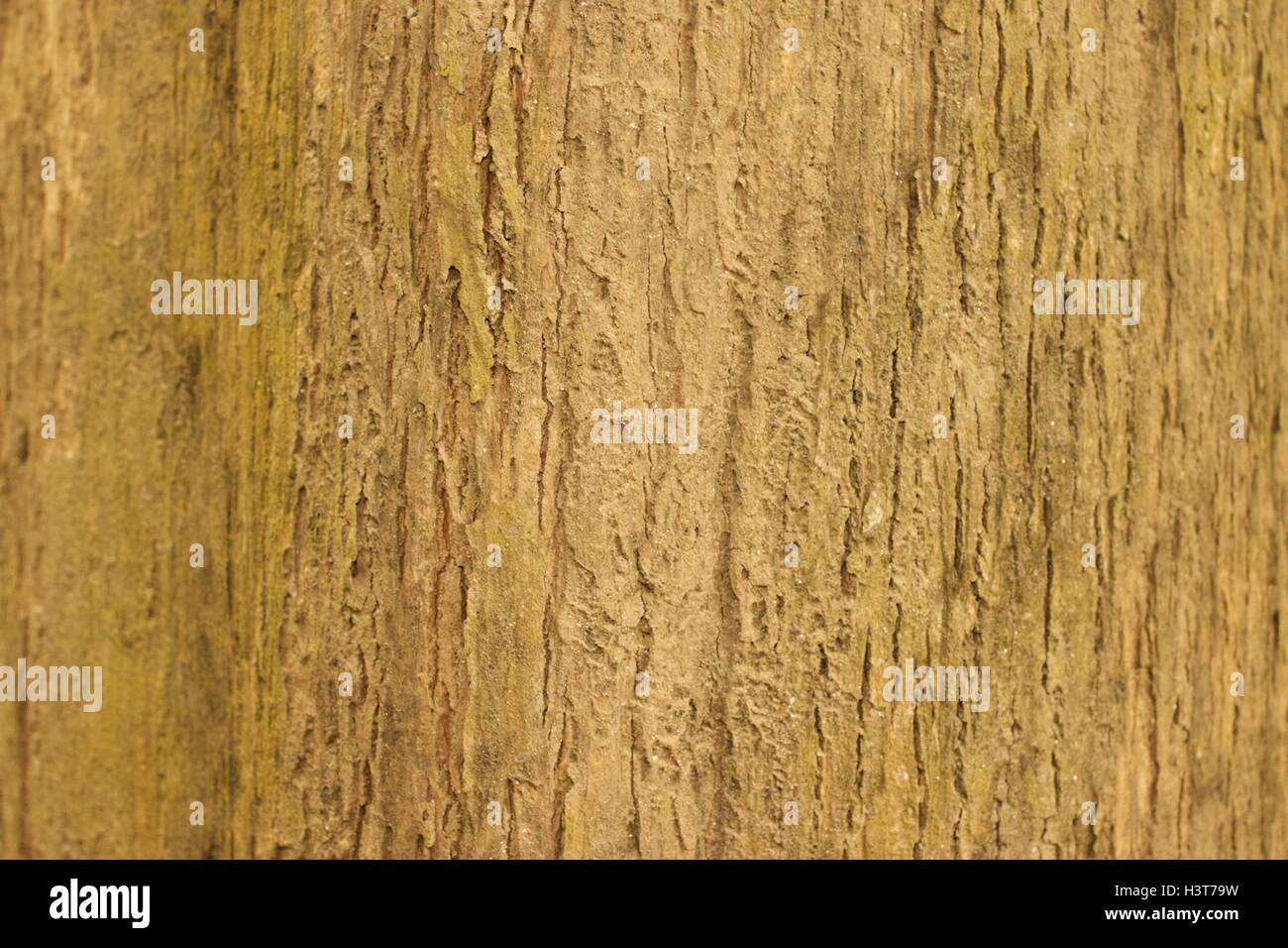 Texture de tronc d'arbre Banque de photographies et d’images à haute ...