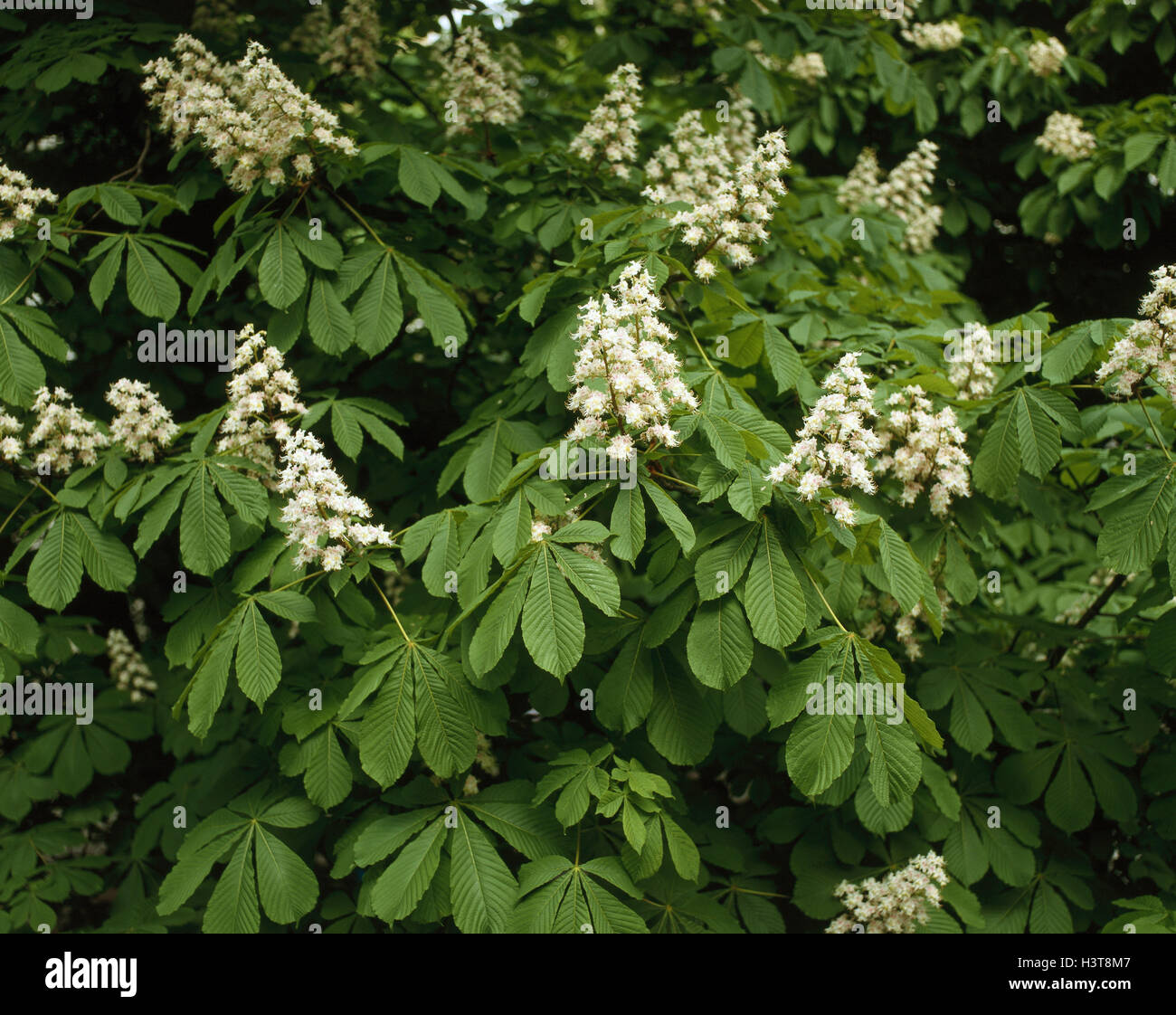 Le marronnier commun Aesculus hippocastanum,, détails, fleurs, arbre ...