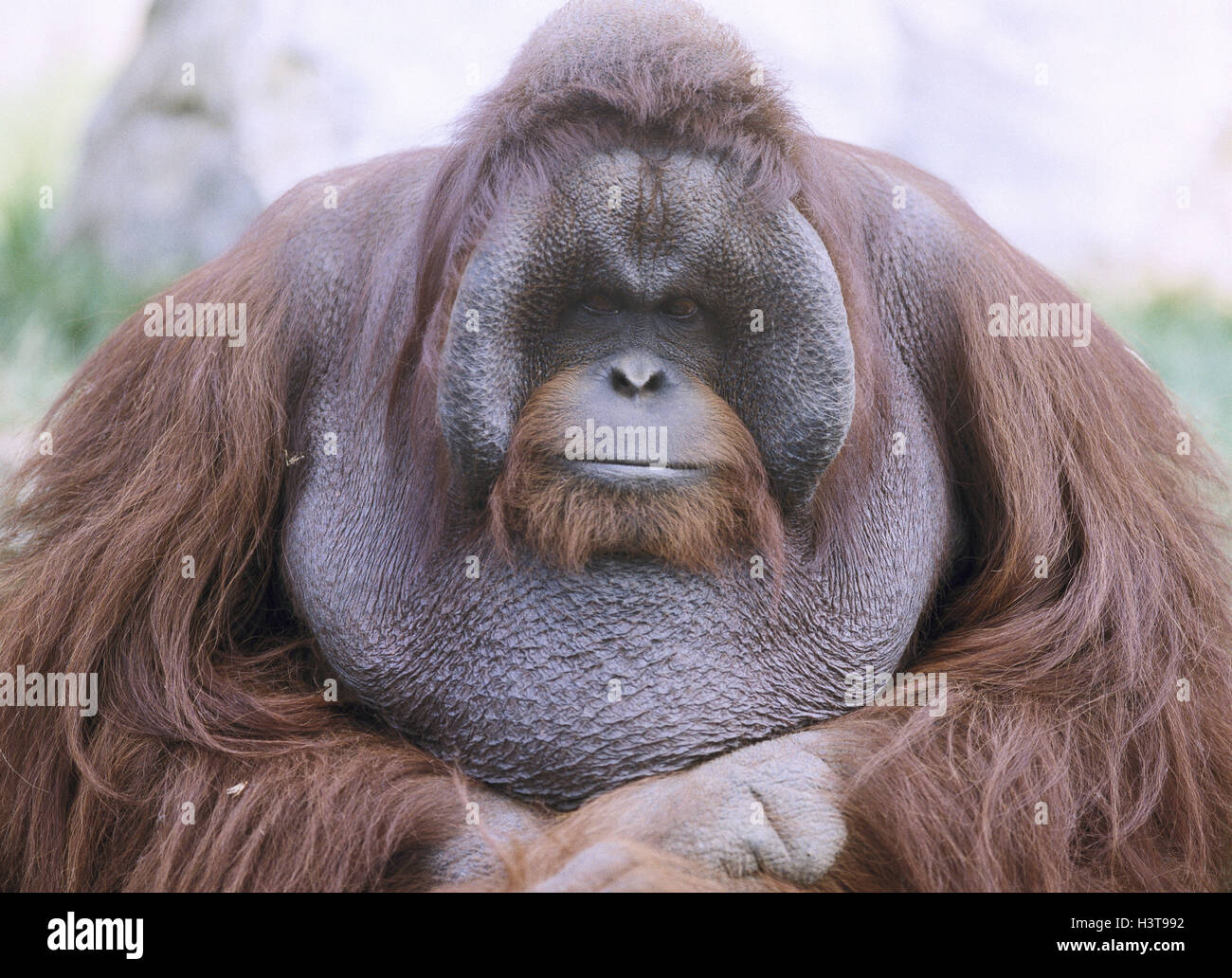 L'orang-outan, Pongo pygmaeus, manly mammifère, animal sauvage, singe ...