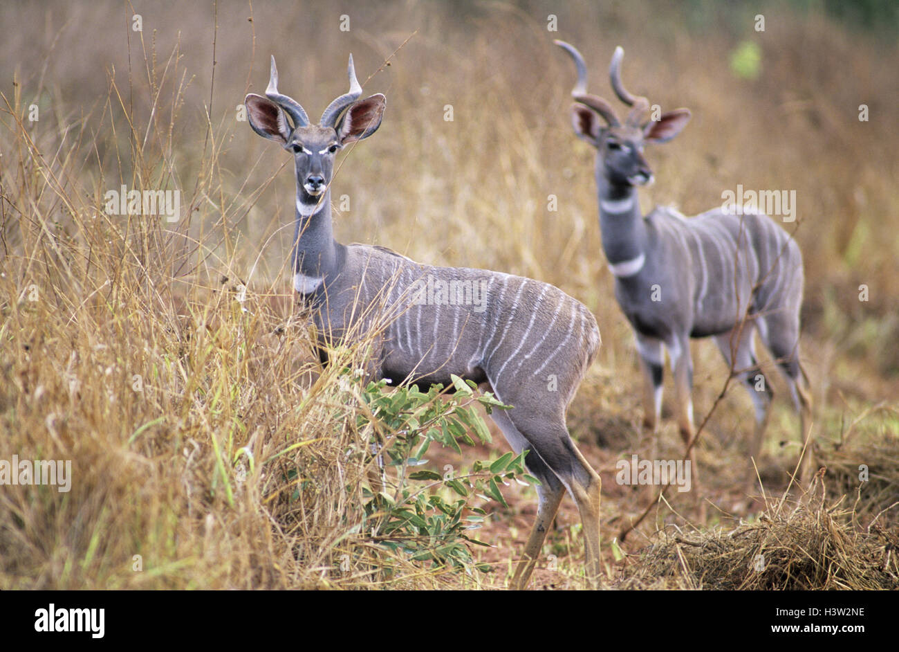 Lesser kudu tragelaphus imberbis Banque de photographies et d’images à ...