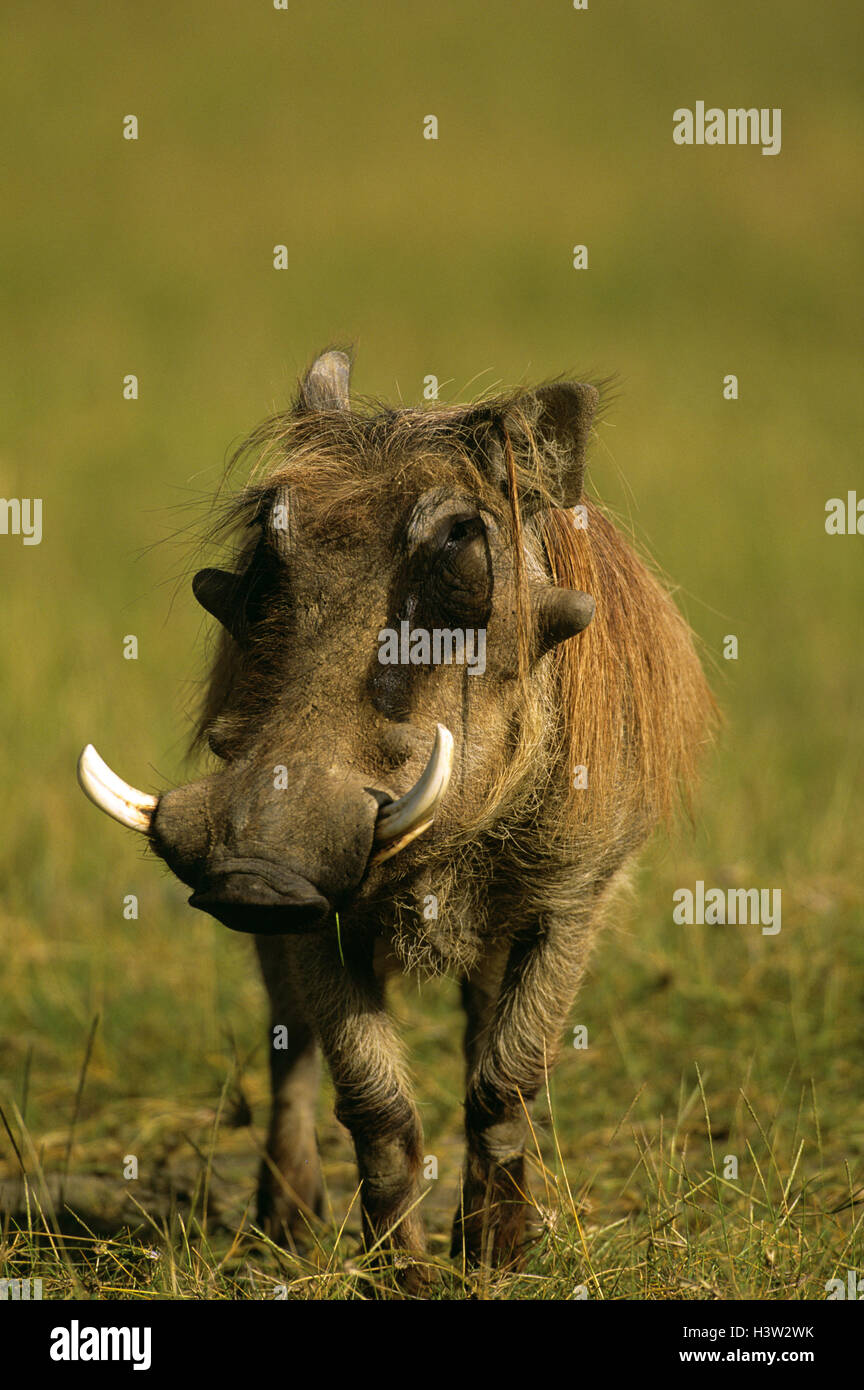 Ugly animal Banque de photographies et d’images à haute résolution - Alamy