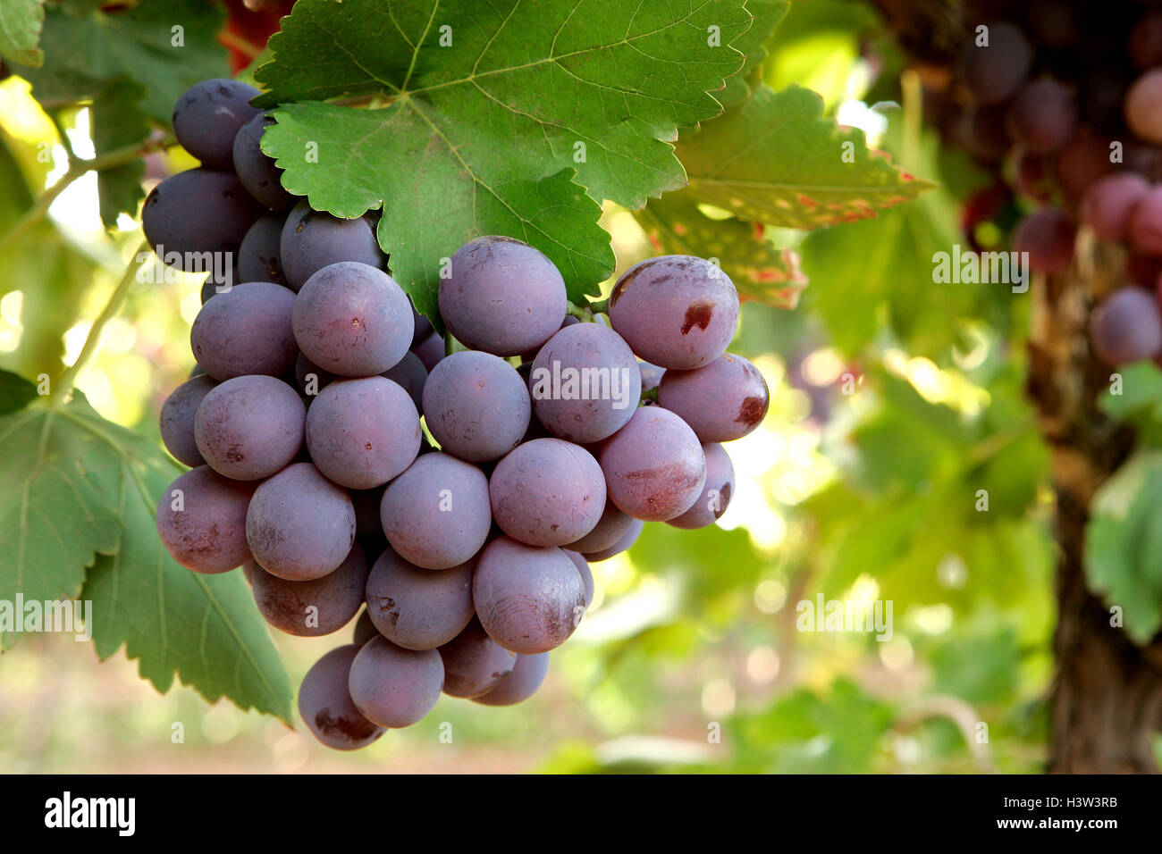 Raisin globe rouge Banque de photographies et d’images à haute ...