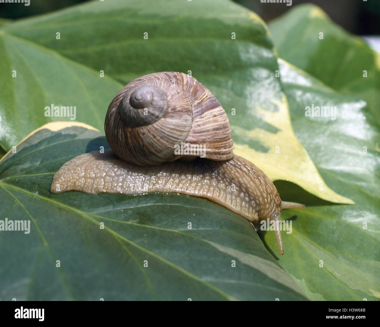 Escargot de poumon terrestre Banque de photographies et d’images à ...