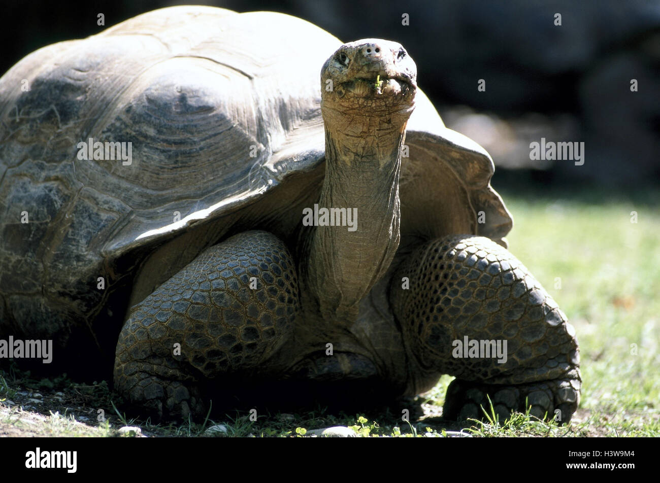 Tortue géante des Galapagos, Zoo, Testudo elephantopus, à l'extérieur ...