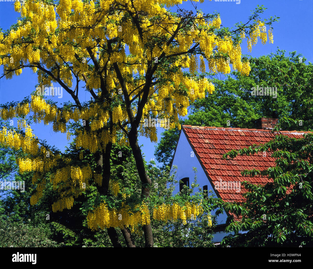 Laburnums, Laburnum, blossom, yellow house, détail, arbre, arbustes d ...