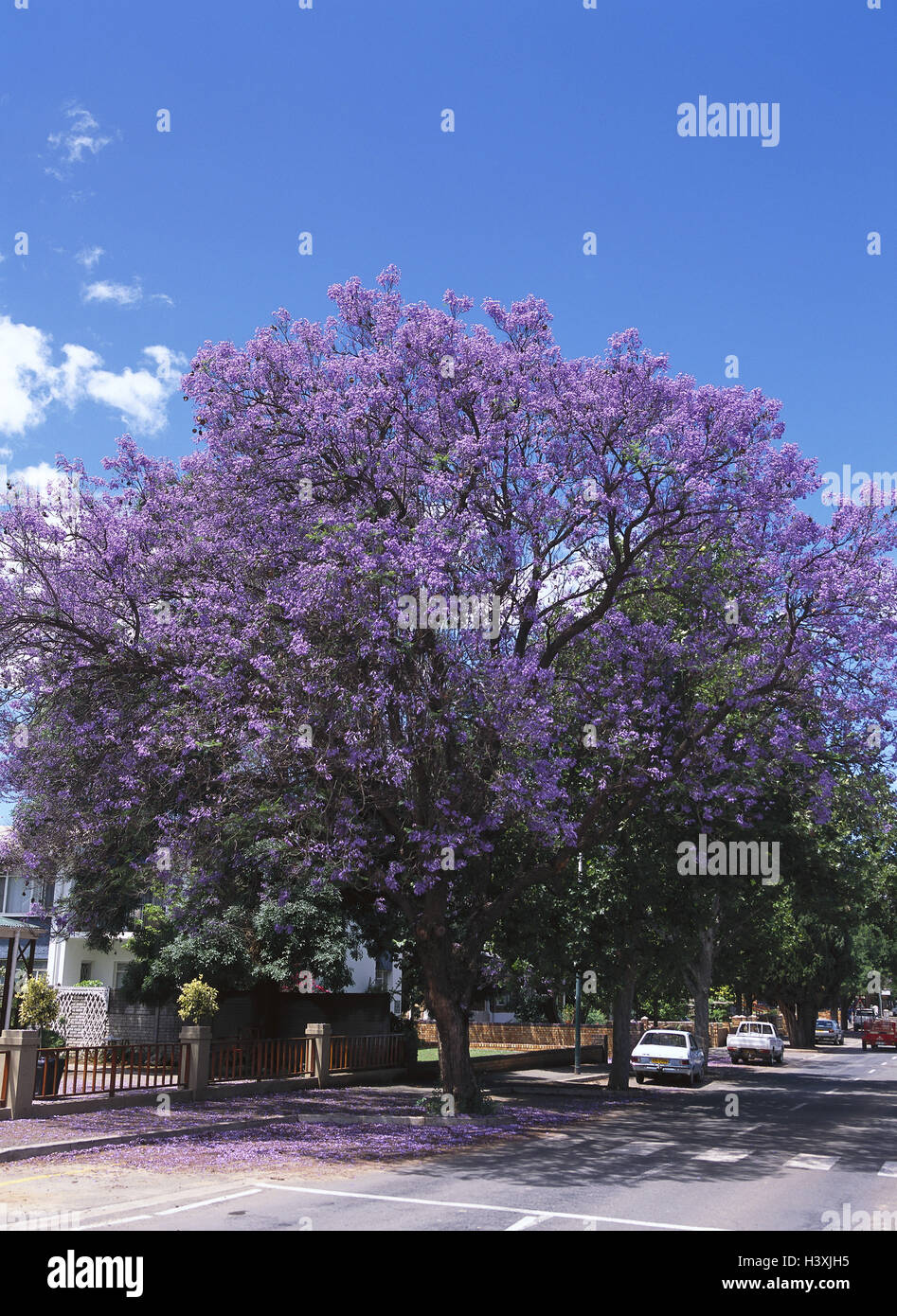 Au sud, l'Afrique, rue, jacarandas, Afrique, arbres, Bignoniengewächse ...