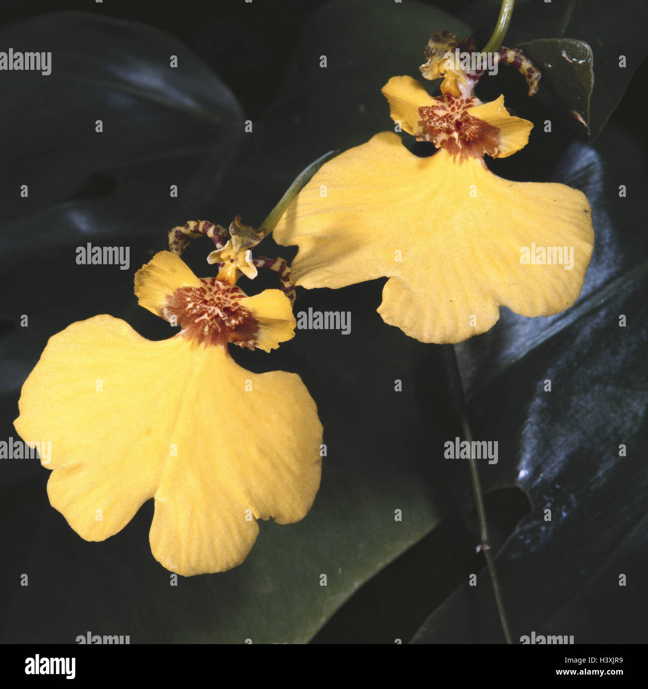 L'Oncidium varicosum, orchidées, fleurs, jaune, Close up, la nature, la ...