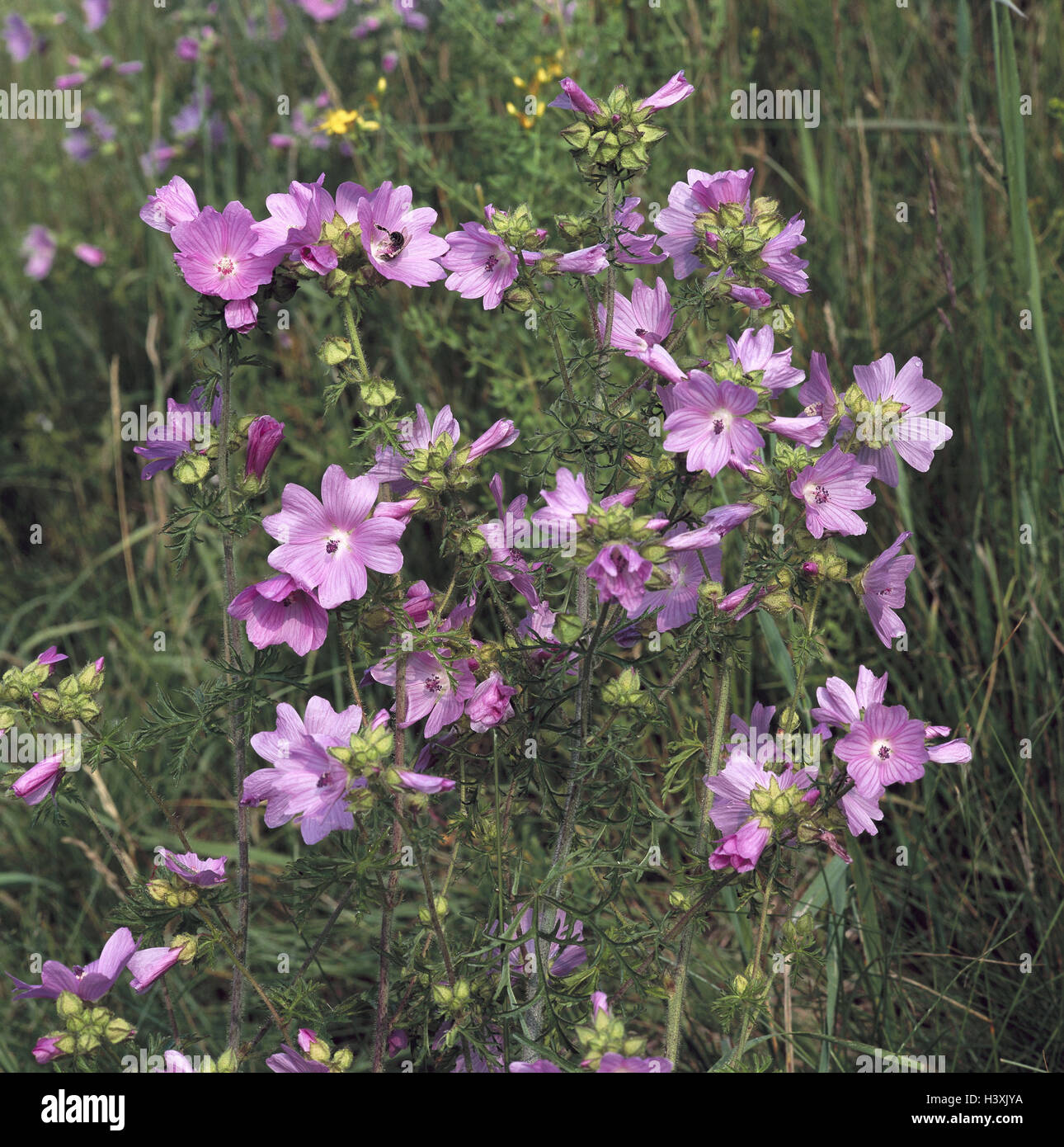 Musk mallow malva moschata Banque de photographies et d’images à haute ...