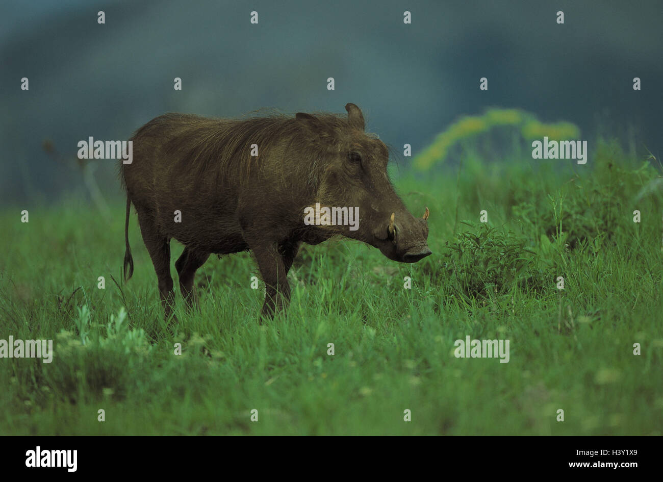 Pré, cochon, papille, Phacochoerus aethiopicus, l'Afrique, de l'herbe ...