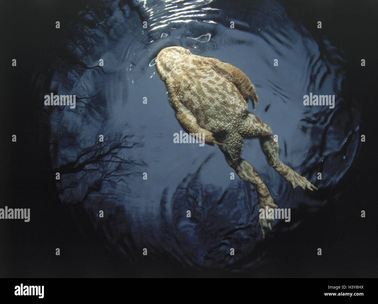 Amphibian mating season Banque de photographies et d’images à haute ...